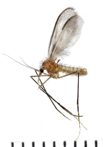 Nematocera - Alchetron, The Free Social Encyclopedia