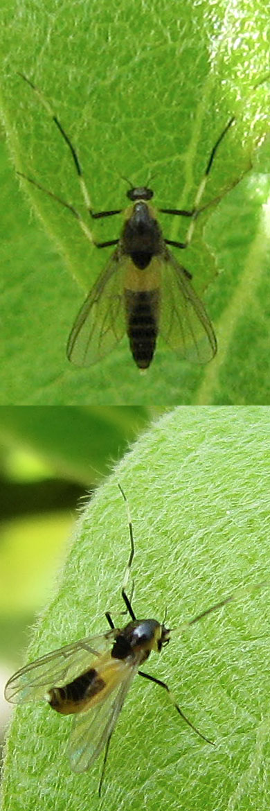 Diptera.info - Discussion Forum: Chironomidae : Cricotopus