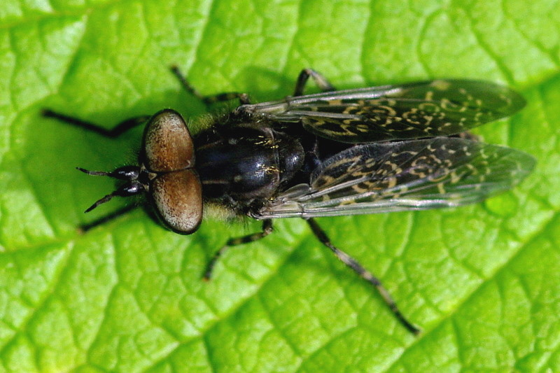 Diptera.info - Discussion Forum: => Haematopota crassicornis