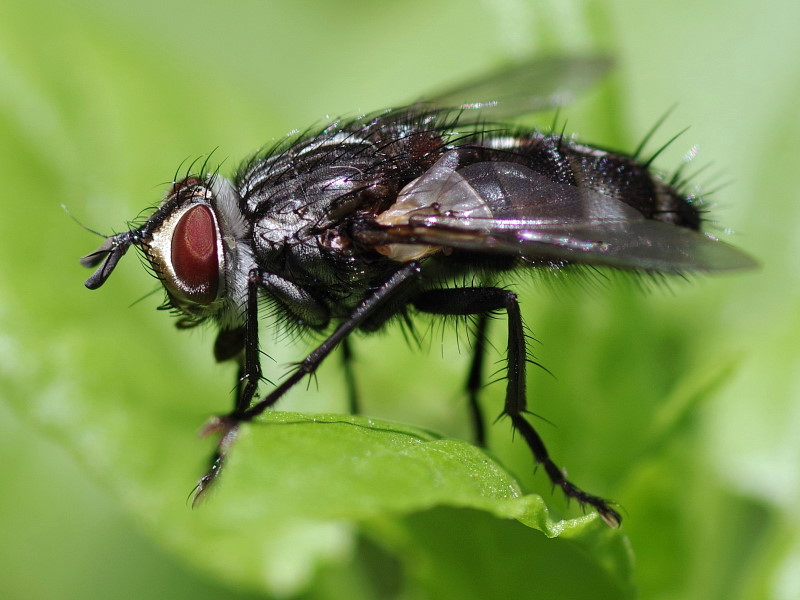 Diptera.info - Discussion Forum: Tachinidae? => Exorista sorbillans