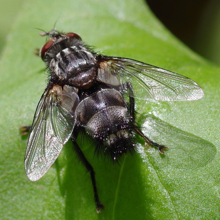 Diptera.info - Discussion Forum: Tachinidae? => Exorista sorbillans