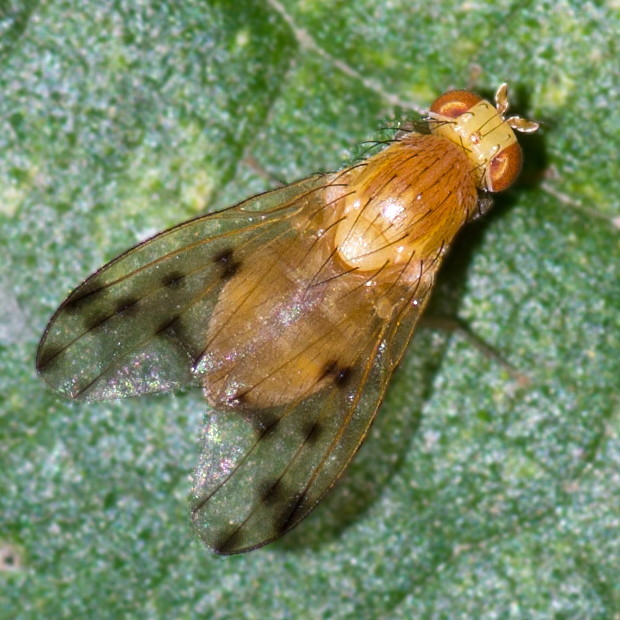Diptera.info - Discussion Forum: Yellow fly with dark spotted wings