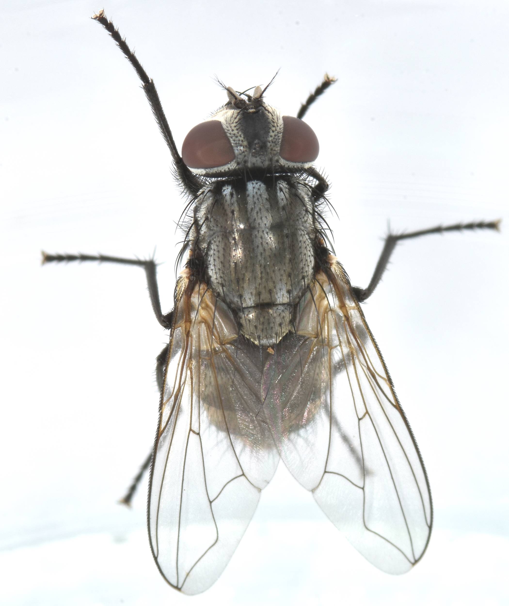 Diptera.info - Discussion Forum: Muscidae ? - Musca autumnalis, female.