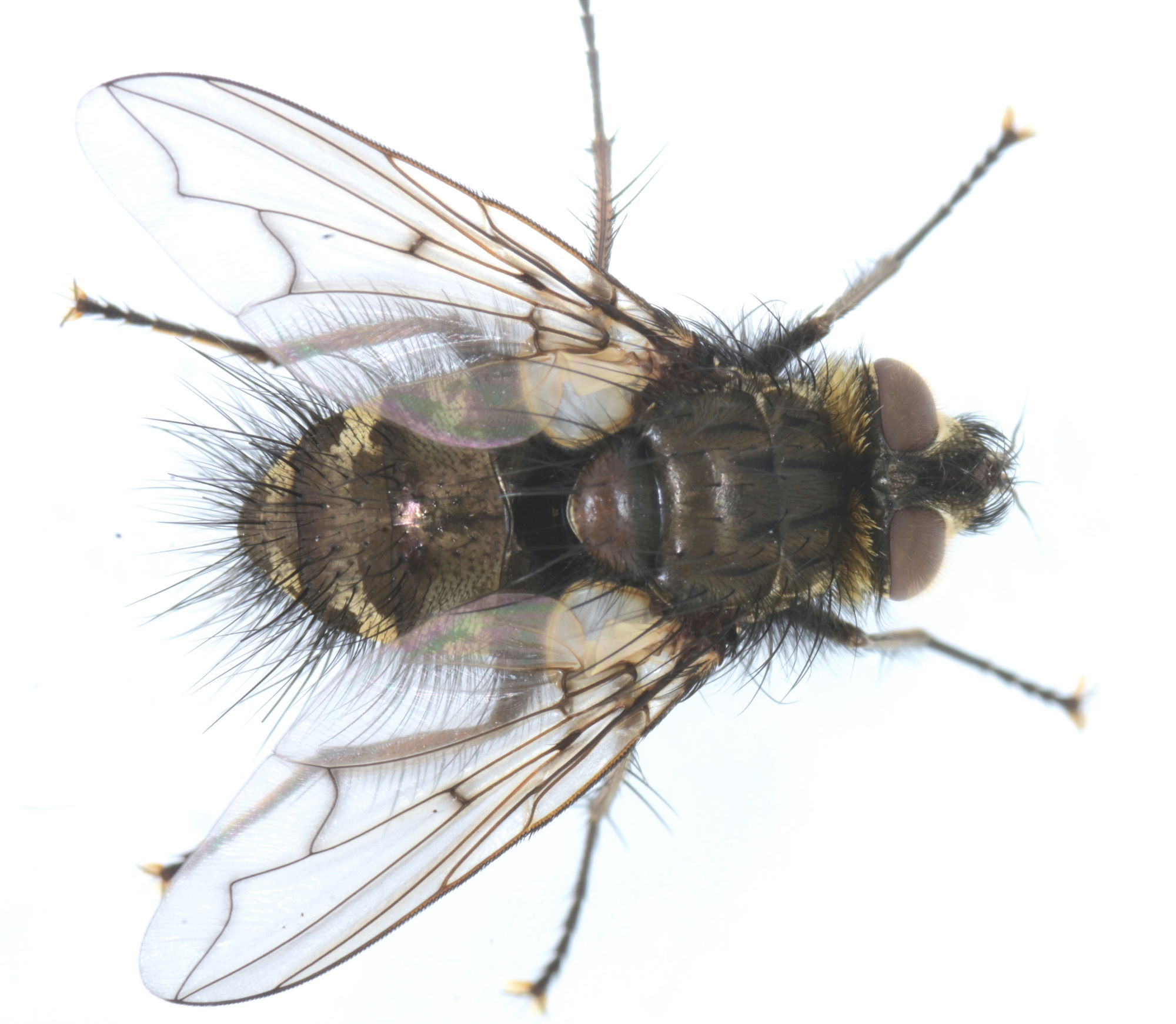 Diptera.info - Discussion Forum: Tachinidae - Norway - Male Bothria ...