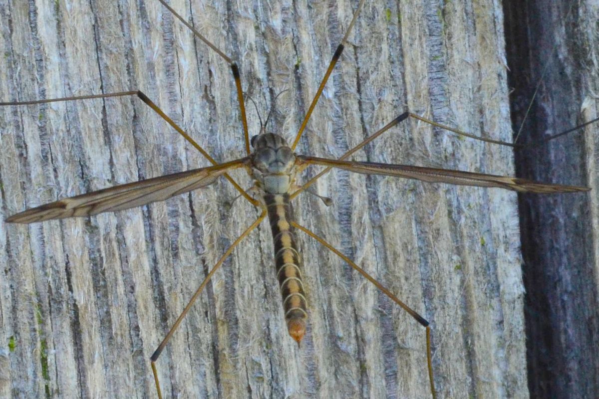 Diptera.info - Discussion Forum: Female of Tipulidae – more ID?