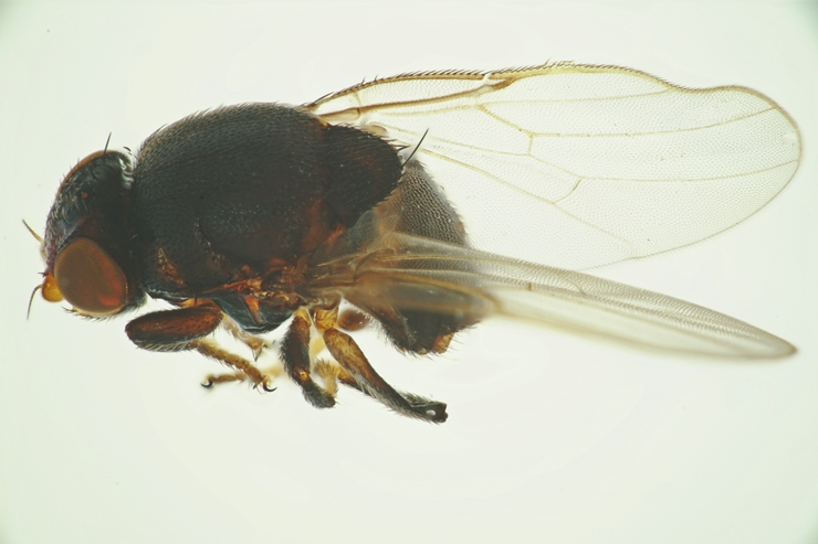 Diptera.info - Discussion Forum: Diptera ID - Chloropidae? > Polyodaspis