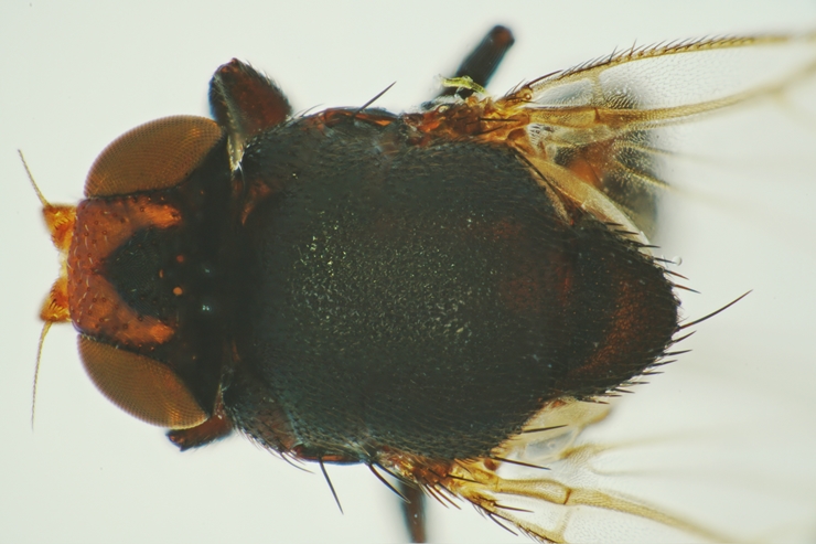 Diptera.info - Discussion Forum: Diptera ID - Chloropidae? > Polyodaspis