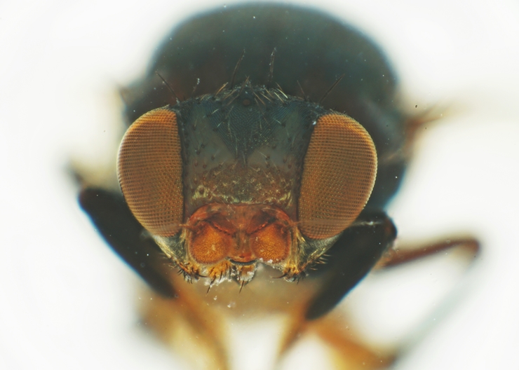 Diptera.info - Discussion Forum: Diptera ID - Chloropidae? > Polyodaspis