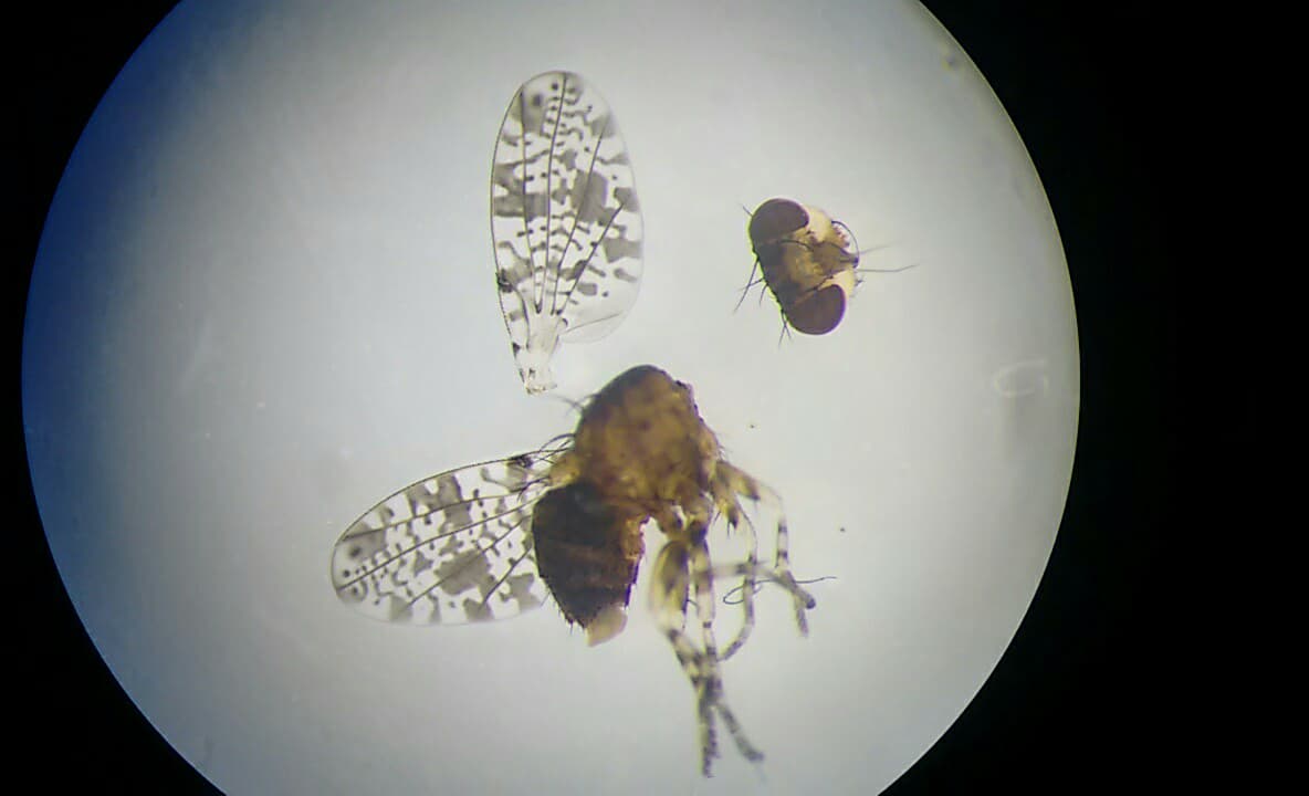 Diptera.info - Discussion Forum: Acalyptratae from Brazil