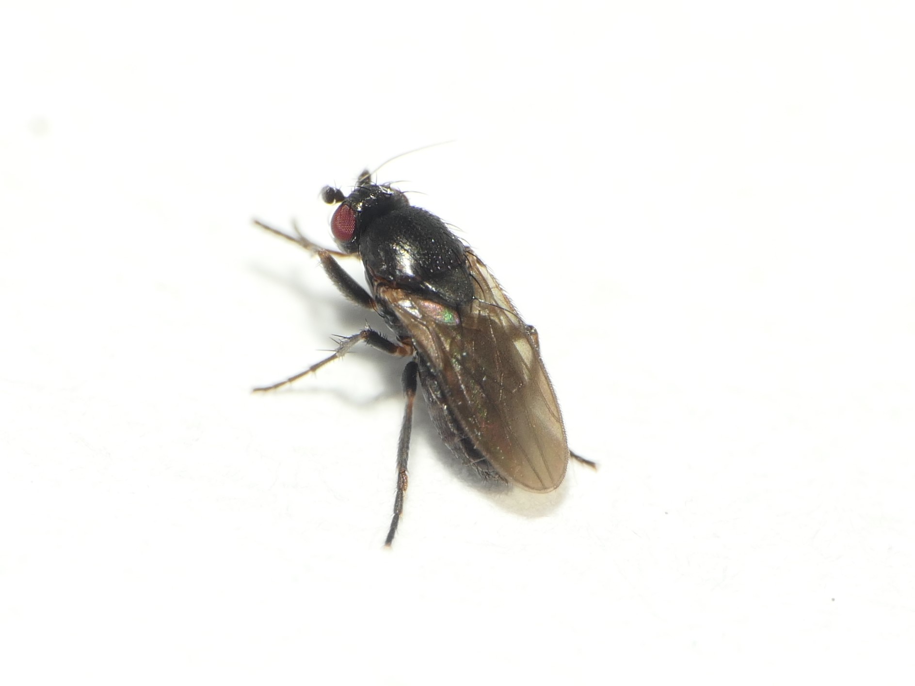 Diptera.info - Discussion Forum: Small Sphaeroceridae (NL)