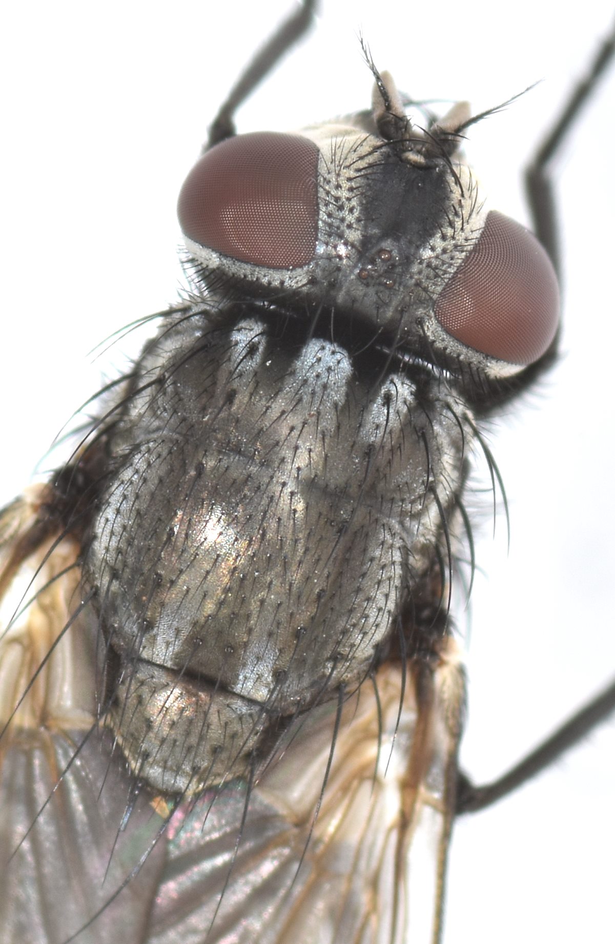 Diptera.info - Discussion Forum: Muscidae ? - Musca autumnalis, female.