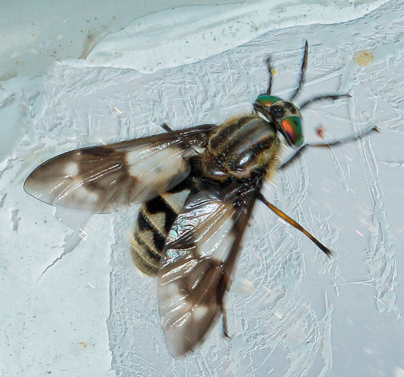 Diptera.info - Discussion Forum: Chrysops relictus