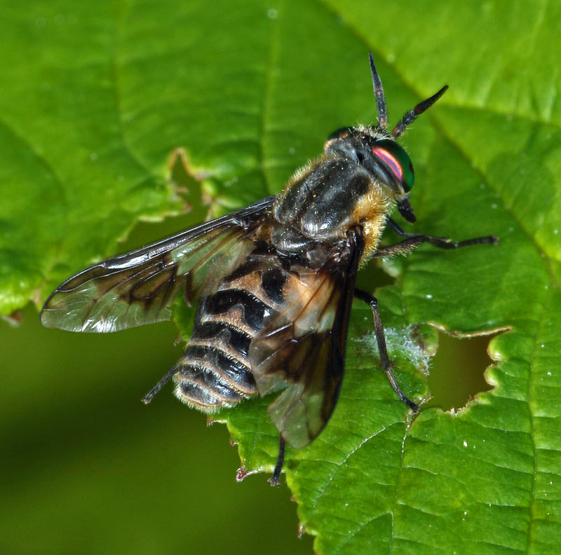 Diptera.info - Discussion Forum: Chrysops divaricatus (was Chrysops)