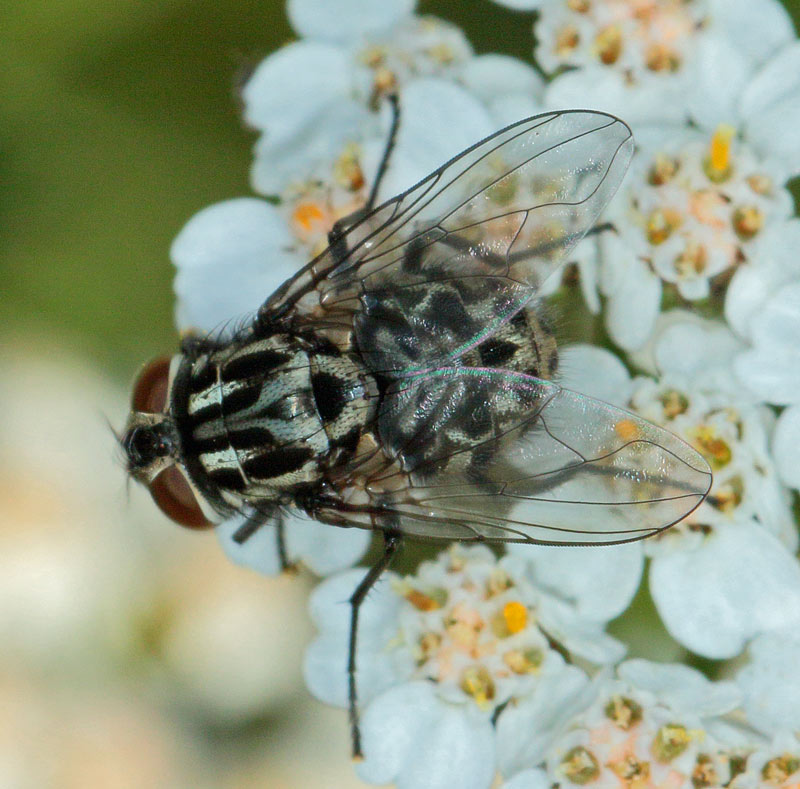 Diptera.info - Discussion Forum: Muscidae; Graphomya