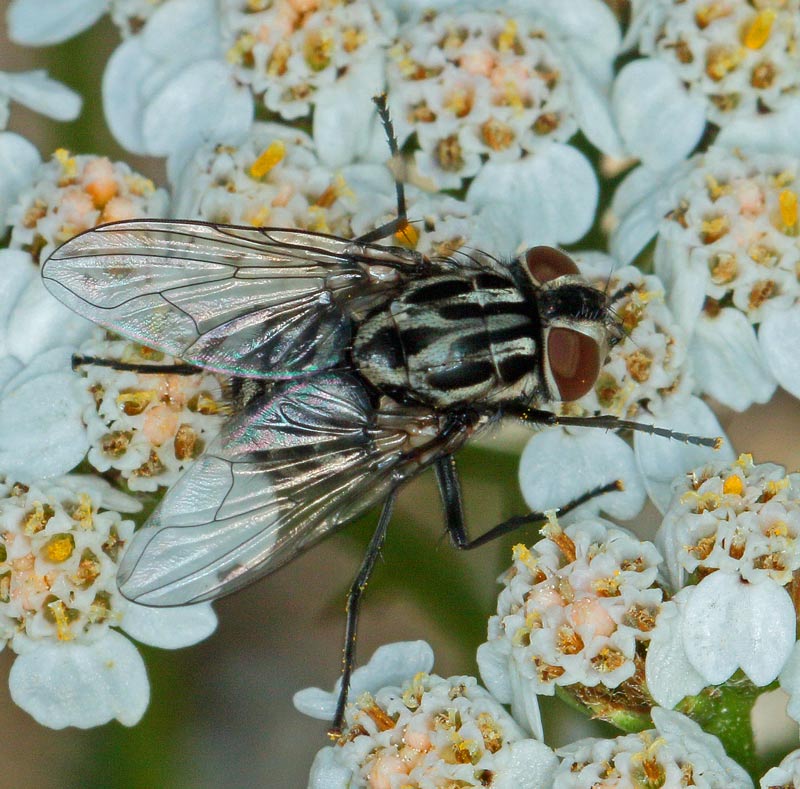 Diptera.info - Discussion Forum: Muscidae; Graphomya