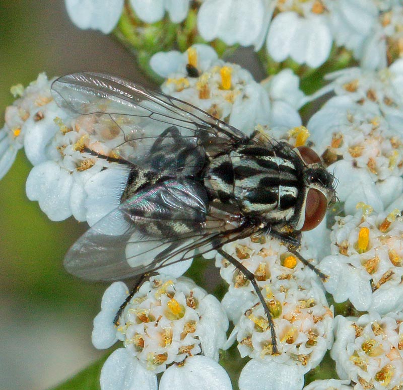 Diptera.info - Discussion Forum: Muscidae; Graphomya