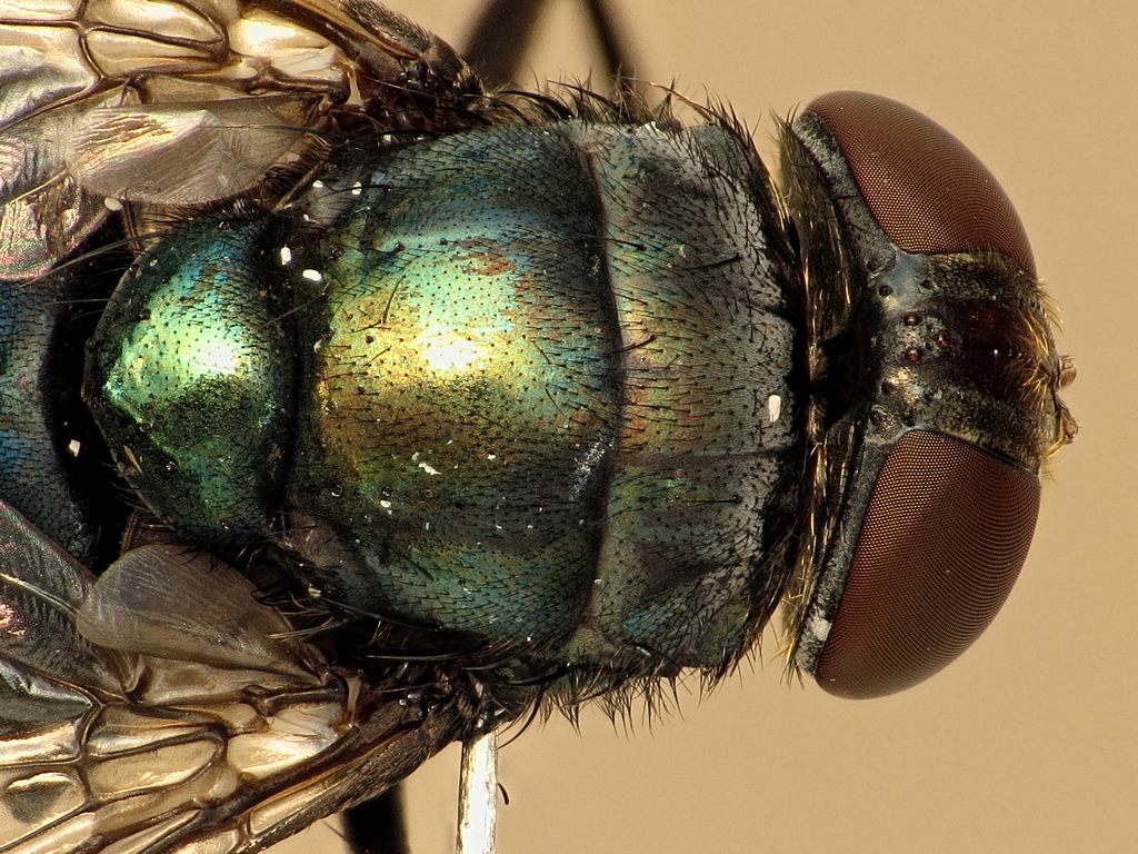 Diptera.info - Discussion Forum: Angola Calliphoridae: Ameniinae ...