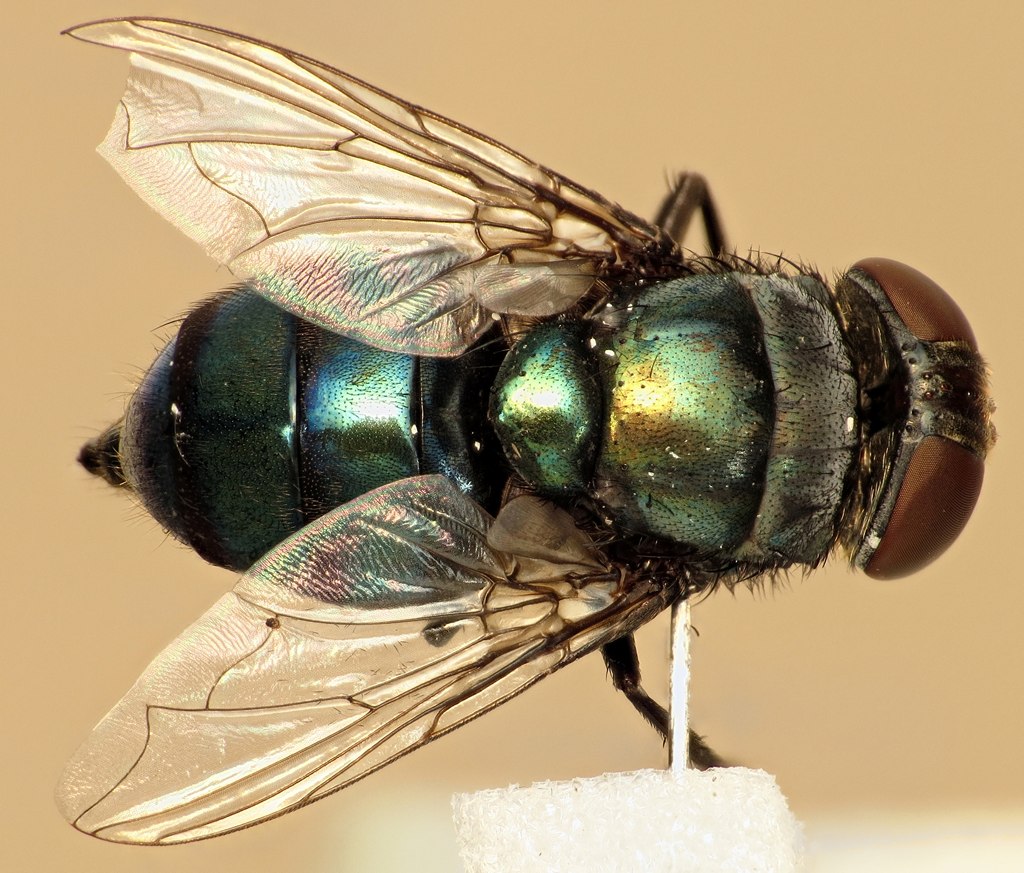 Diptera.info - Discussion Forum: Angola Calliphoridae: Ameniinae ...