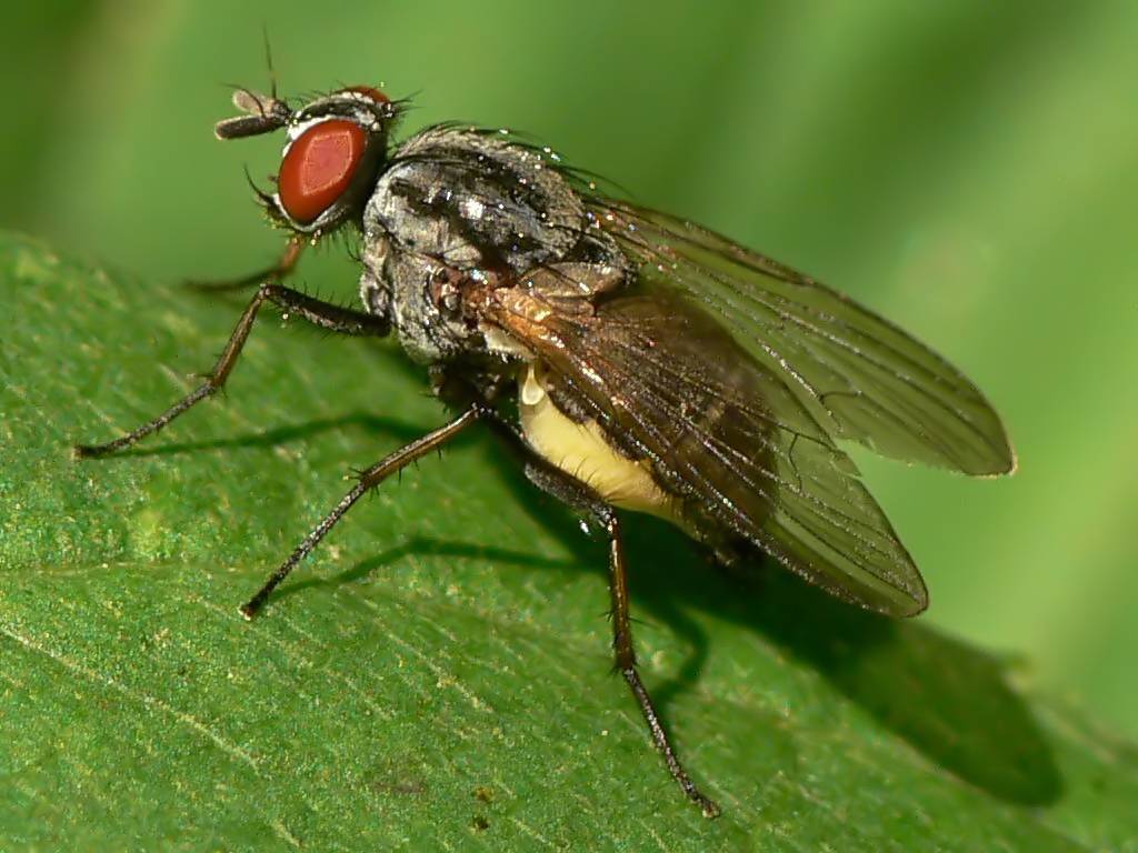 Anthomyiidae - Alchetron, The Free Social Encyclopedia