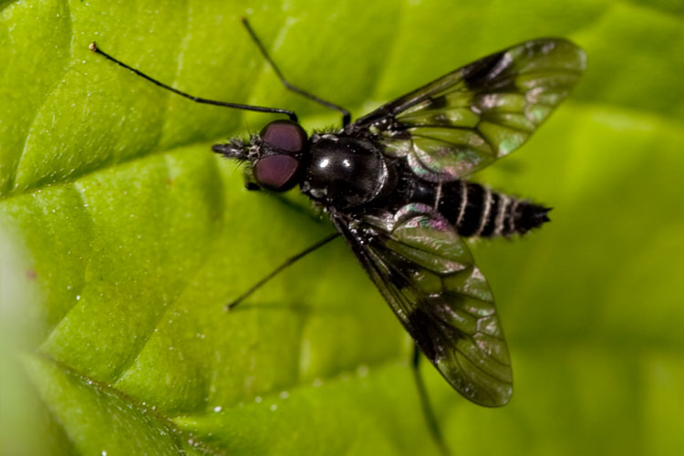 Diptera.info - Discussion Forum: Athericidae ? - 02