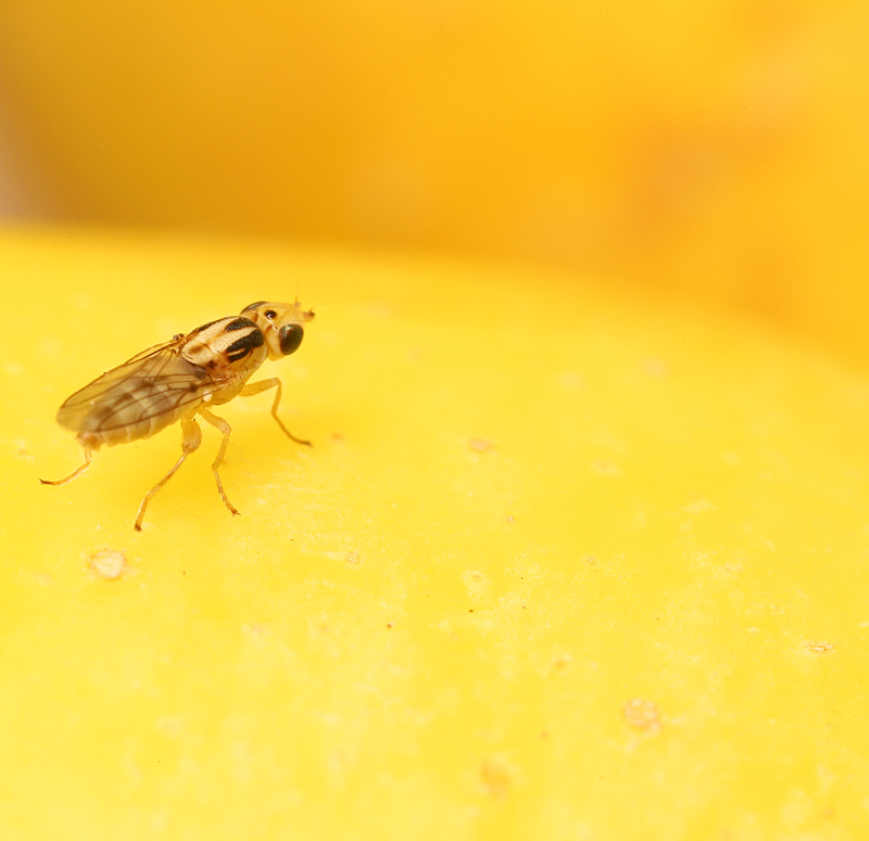 Diptera.info - Discussion Forum: Chloropidae - Meromyza sp.
