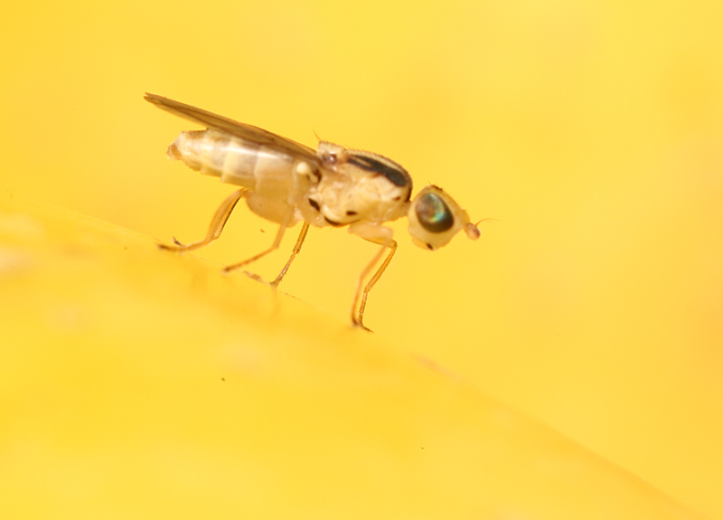 Diptera.info - Discussion Forum: Chloropidae - Meromyza sp.