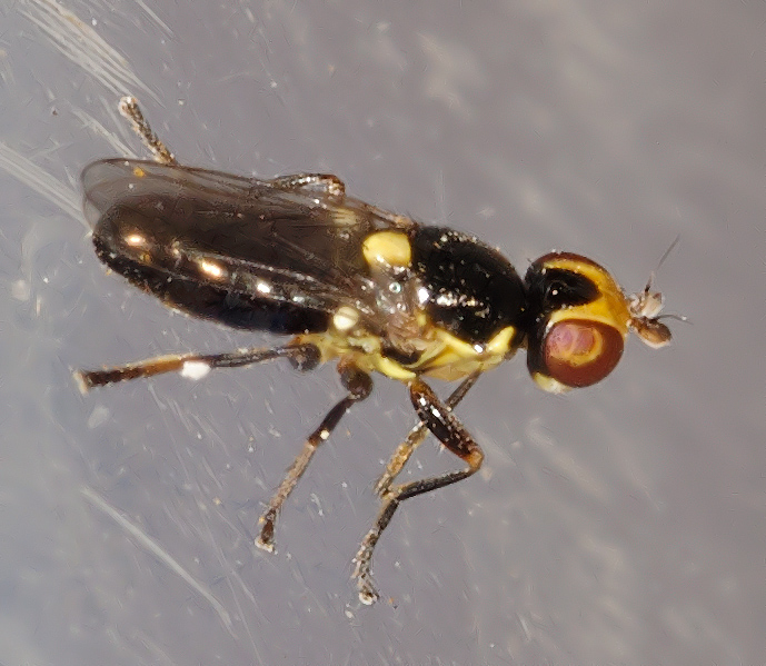 Diptera.info - Discussion Forum: Chloropidae? -> Cetema sp.