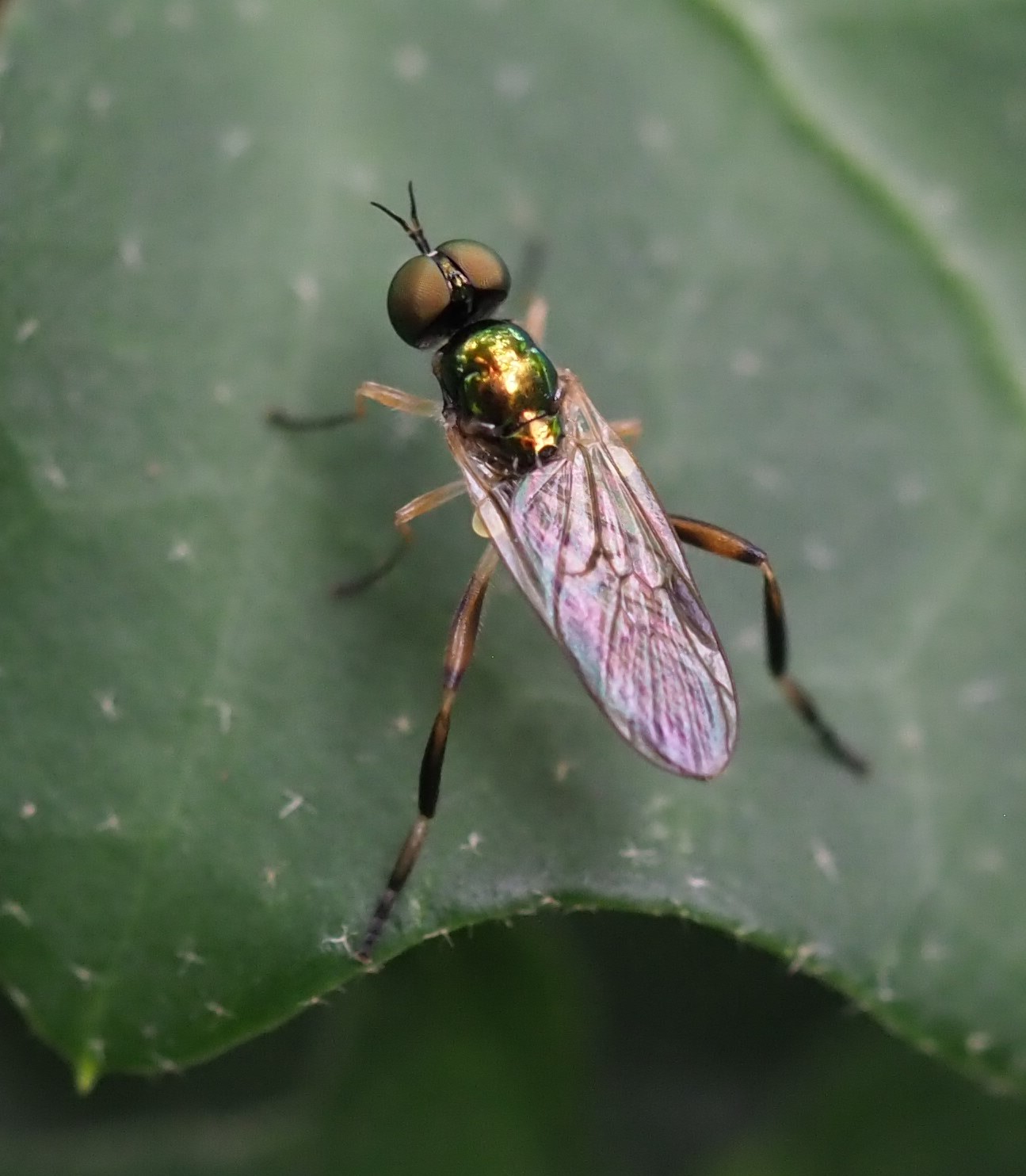 Diptera.info - Discussion Forum: Chorisops