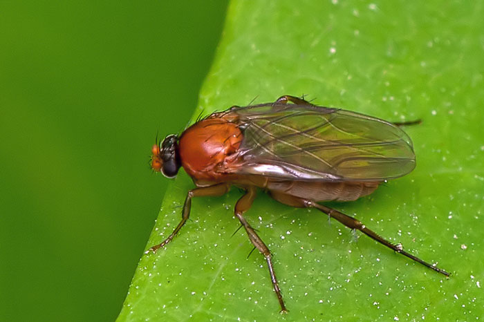 Diptera.info - Discussion Forum: orange Thorax -> Phoridae