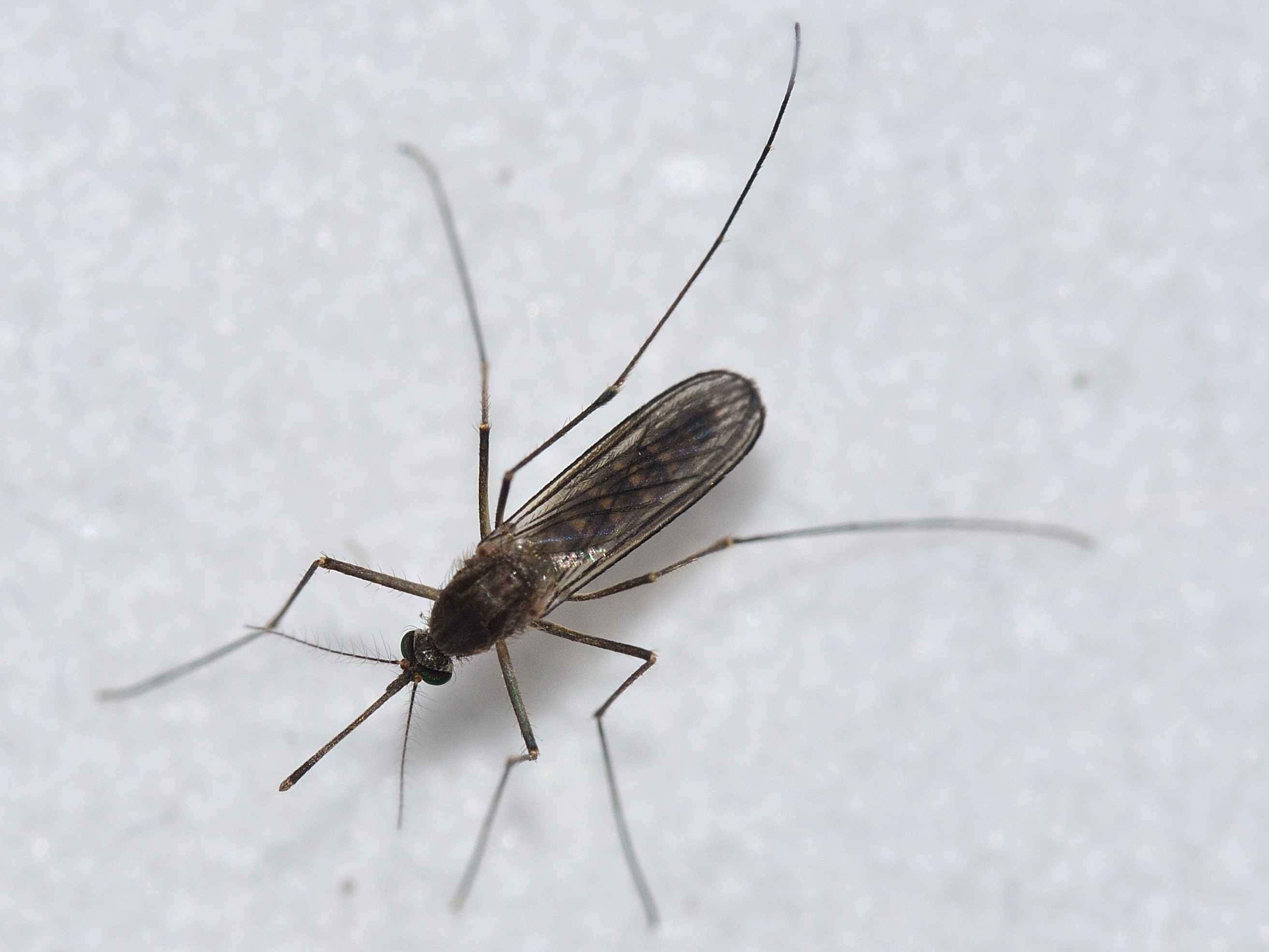 Culicidae; Mosquitos; Zancudos