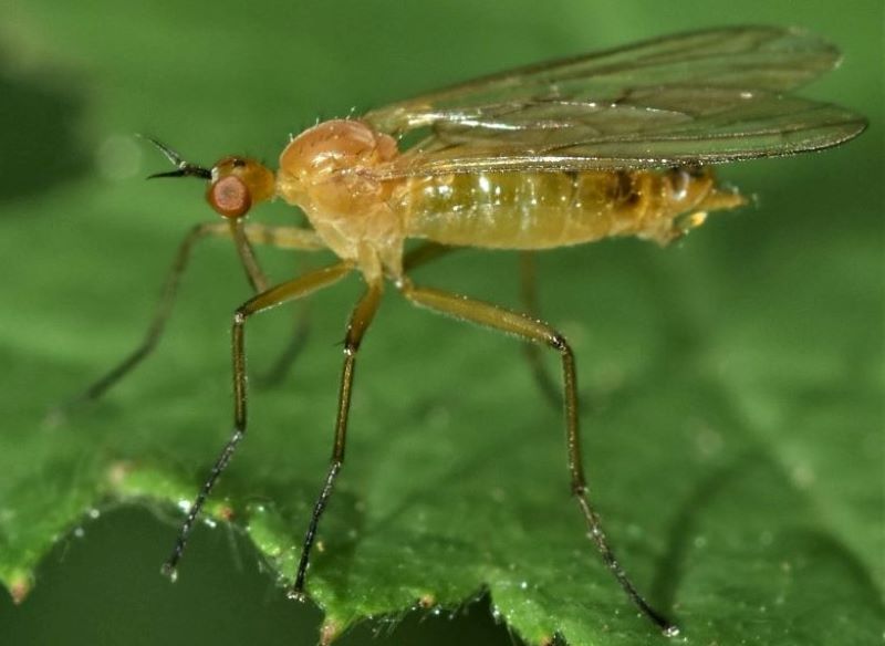 Empididae