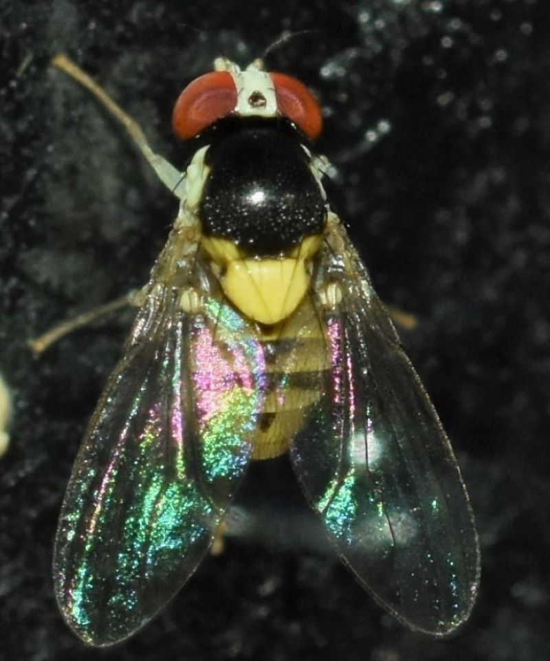 Diptera.info - Discussion Forum: Drosophilidae ID please => Acletoxenus ...