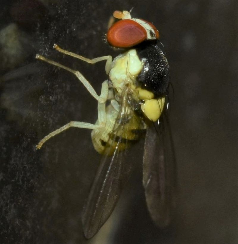 Diptera.info - Discussion Forum: Drosophilidae ID please => Acletoxenus ...