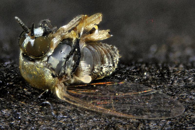 Diptera.info - Discussion Forum: female Simuliidae