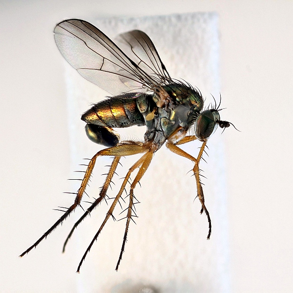 Dolichopus - Alchetron, The Free Social Encyclopedia