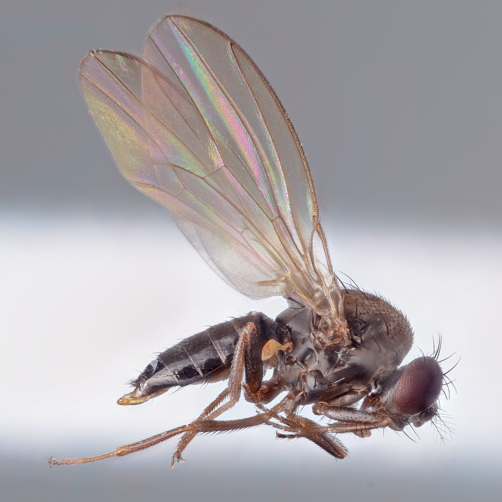 Diptera.info - Discussion Forum: Drosophila subobscura?