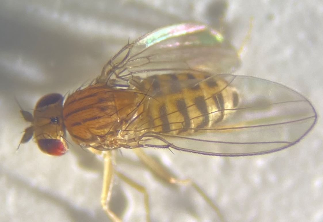 Diptera.info - Discussion Forum: Drosophilidae or Chyromyidae