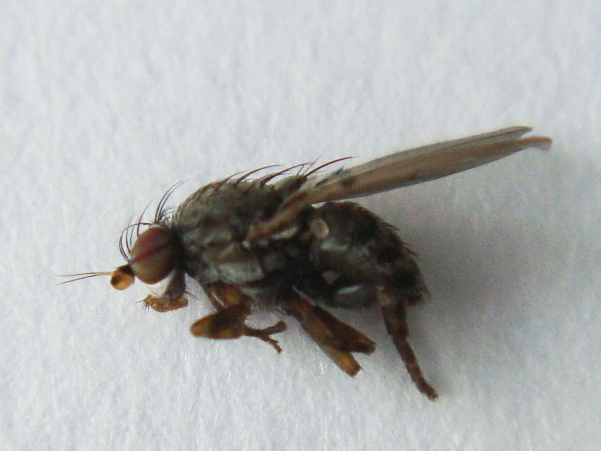 Diptera.info - Discussion Forum: Odiniidae Odinia spec.?