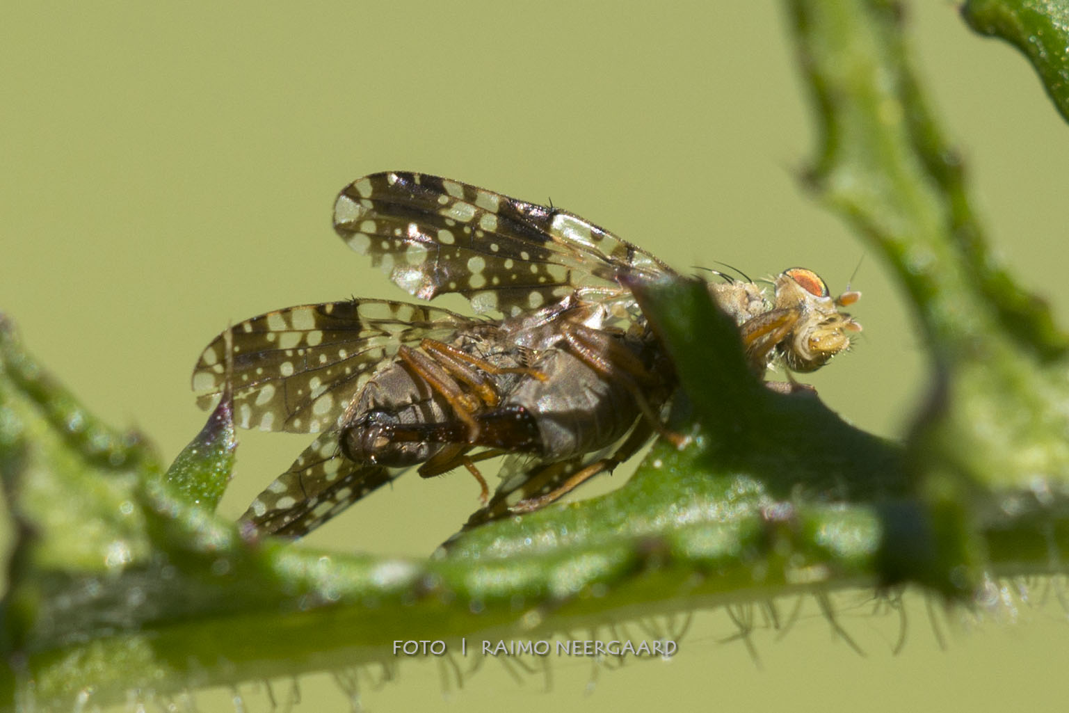 Diptera.info - Discussion Forum: Tephritidae > Tephritis conura