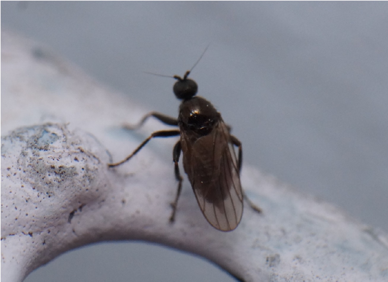 Diptera.info - Discussion Forum: Family: Hybotidae (Crossopalpus sp.)