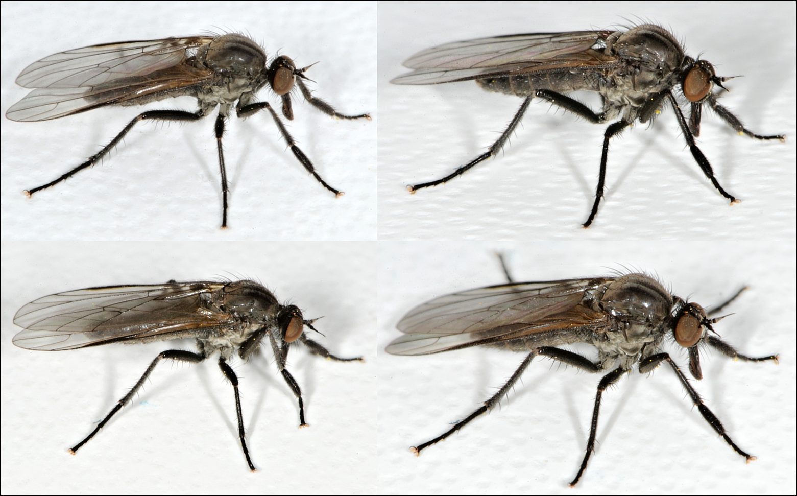 Hilara - Alchetron, The Free Social Encyclopedia