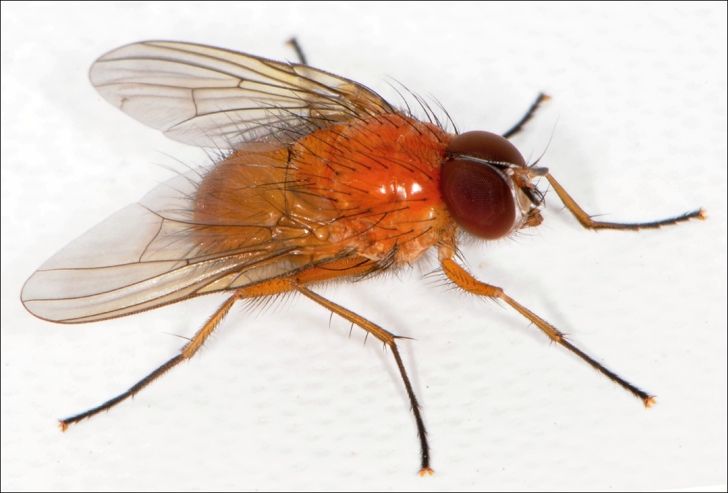 Diptera.info - Discussion Forum: Phaonia pallida? (Thricops diaphanus(male)