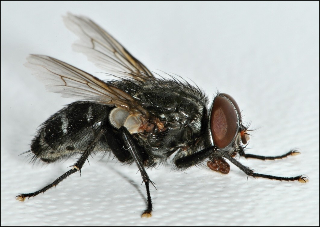 Diptera.info - Discussion Forum: Muscina levida? (Muscina cf. prolapsa)