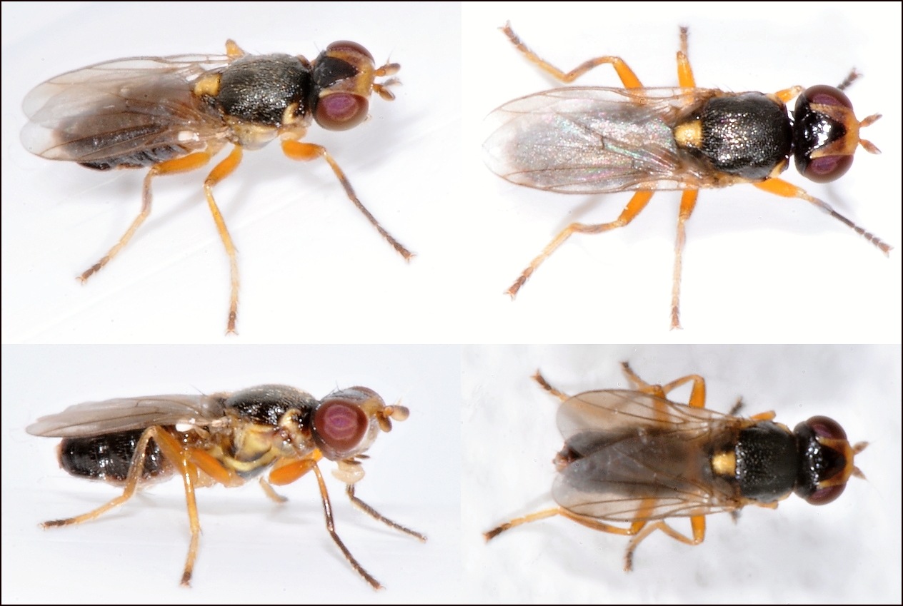 Diptera.info - Discussion Forum: Cetema cereris(female)? (Chloropidae)