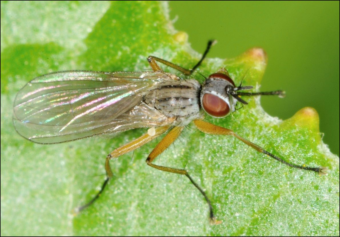 Diptera.info - Discussion Forum: Coenosia sp?. (Coenosia bilineella (male).