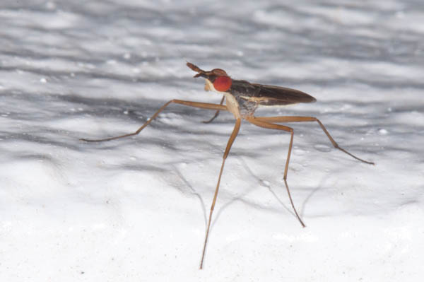 Diptera.info - Discussion Forum: Neriidae?