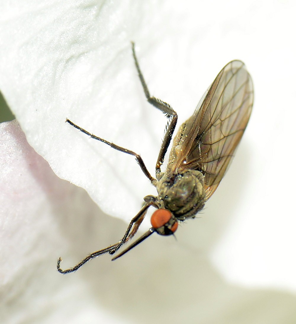 Diptera.info - Discussion Forum: Small Empis