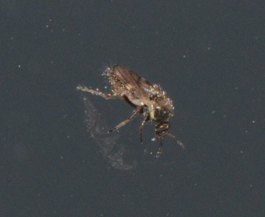 Diptera.info - Discussion Forum: Ceratopogonidae? from Spain ...