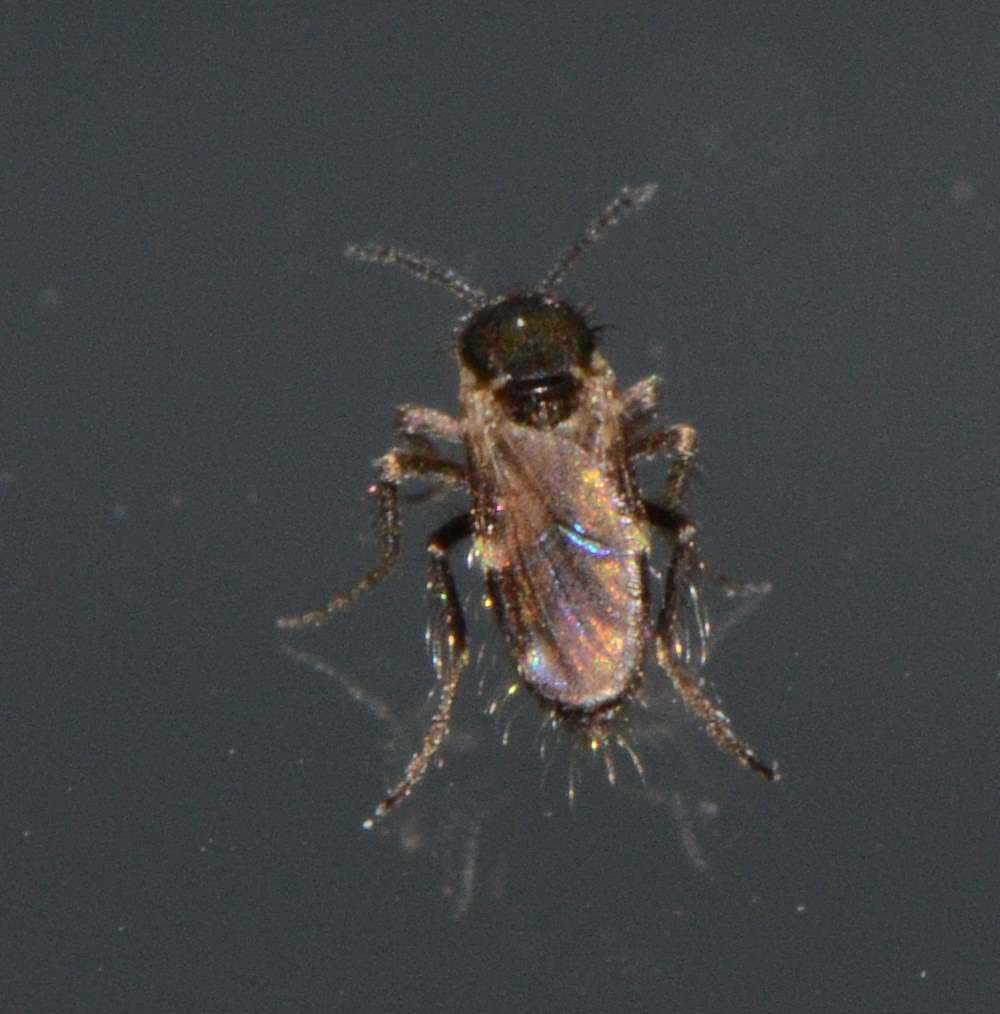 Diptera.info - Discussion Forum: Ceratopogonidae? from Spain ...