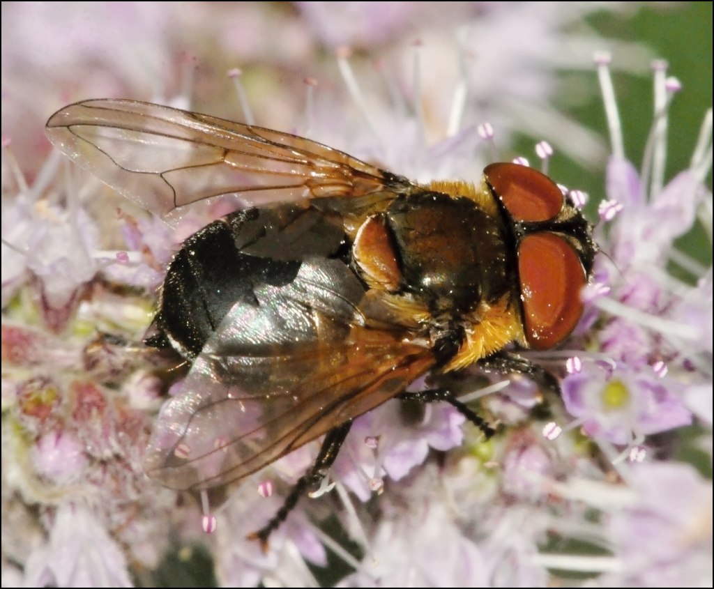 Diptera.info - Discussion Forum: Phasia hemiptera? (Phasia hemiptera ...
